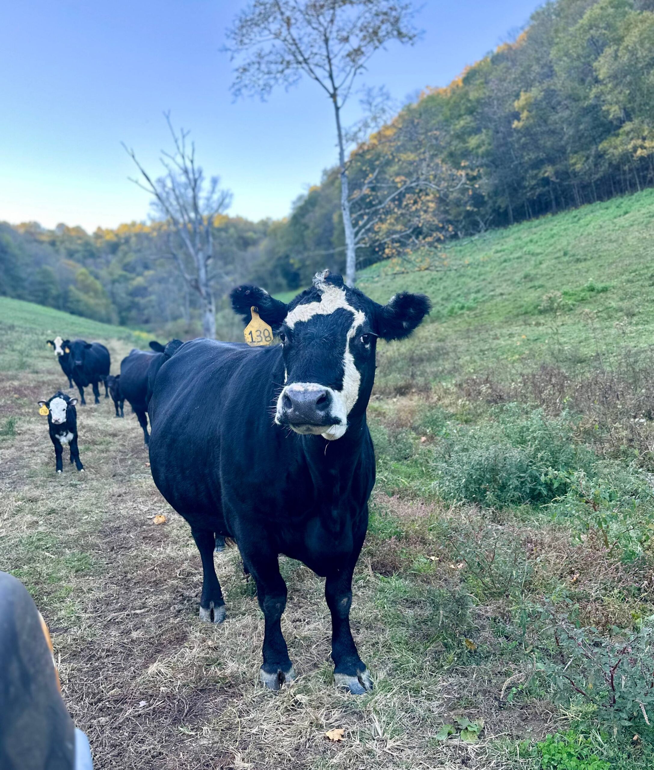 New Pastures, Prime Beef & Pasture-Raised Chicken - Pleasant Shade Farm